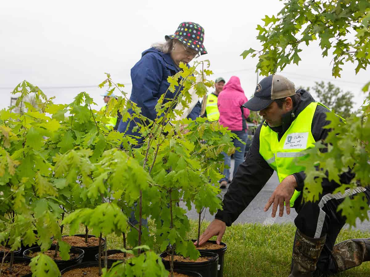 Donate to the Keystone Tree Fund | Commonwealth of Pennsylvania