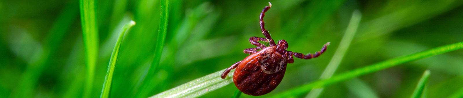 Tick Surveillance and Testing | Department of Environmental Protection ...