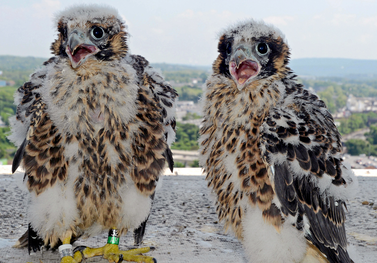Falcon Wire | Department of Environmental Protection | Commonwealth of ...