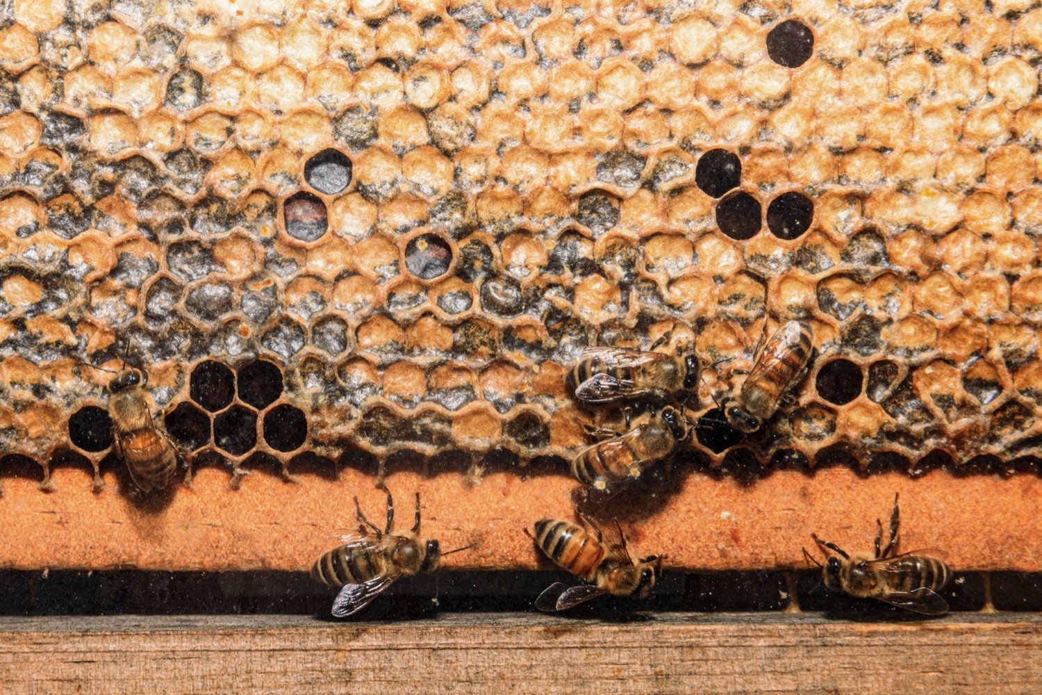 Bees and Honey