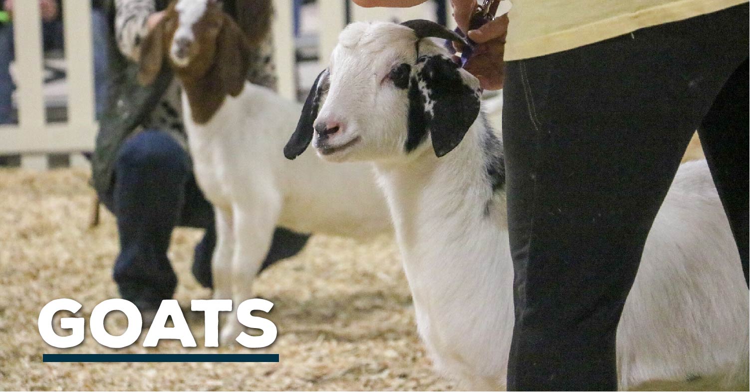 Goats | Pennsylvania Farm Show | Commonwealth of Pennsylvania