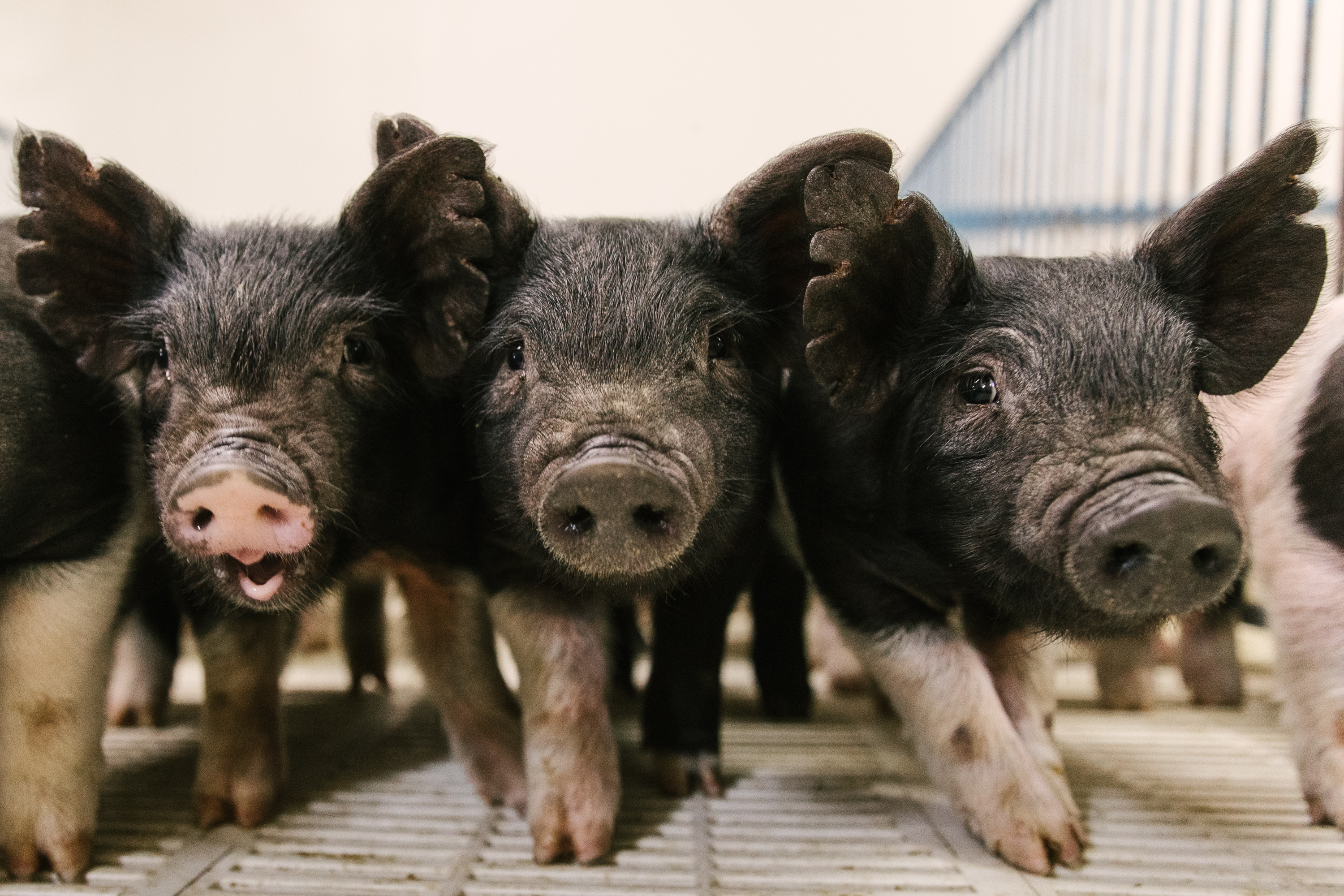 Pork