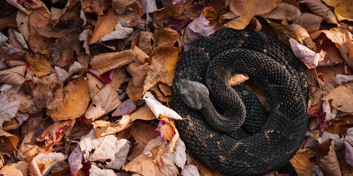 Timber Rattlesnake Conservation | Fish and Boat Commission | Commonwealth of Pennsylvania