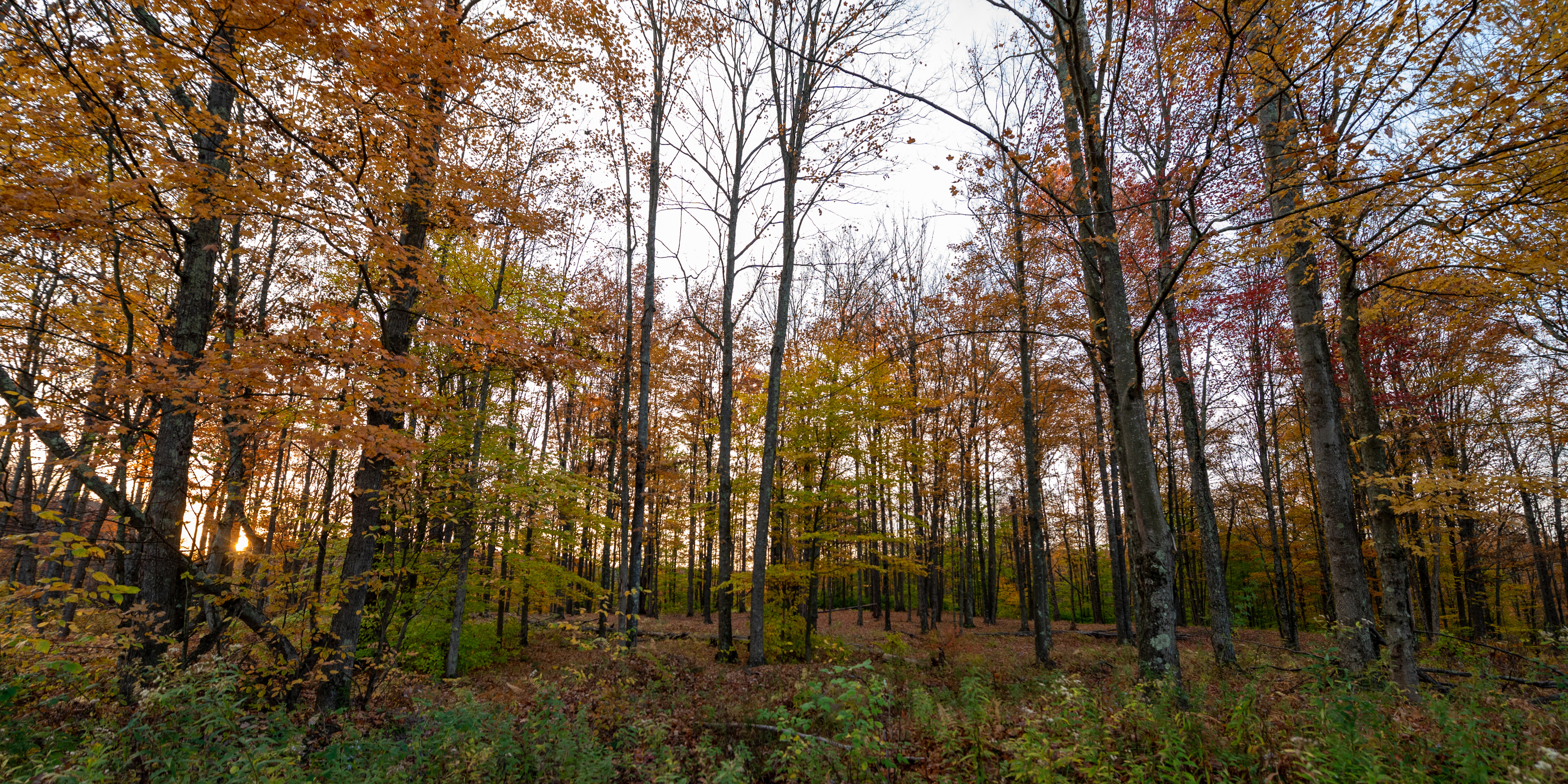 Forestry For Wildlife | Game Commission | Commonwealth of Pennsylvania