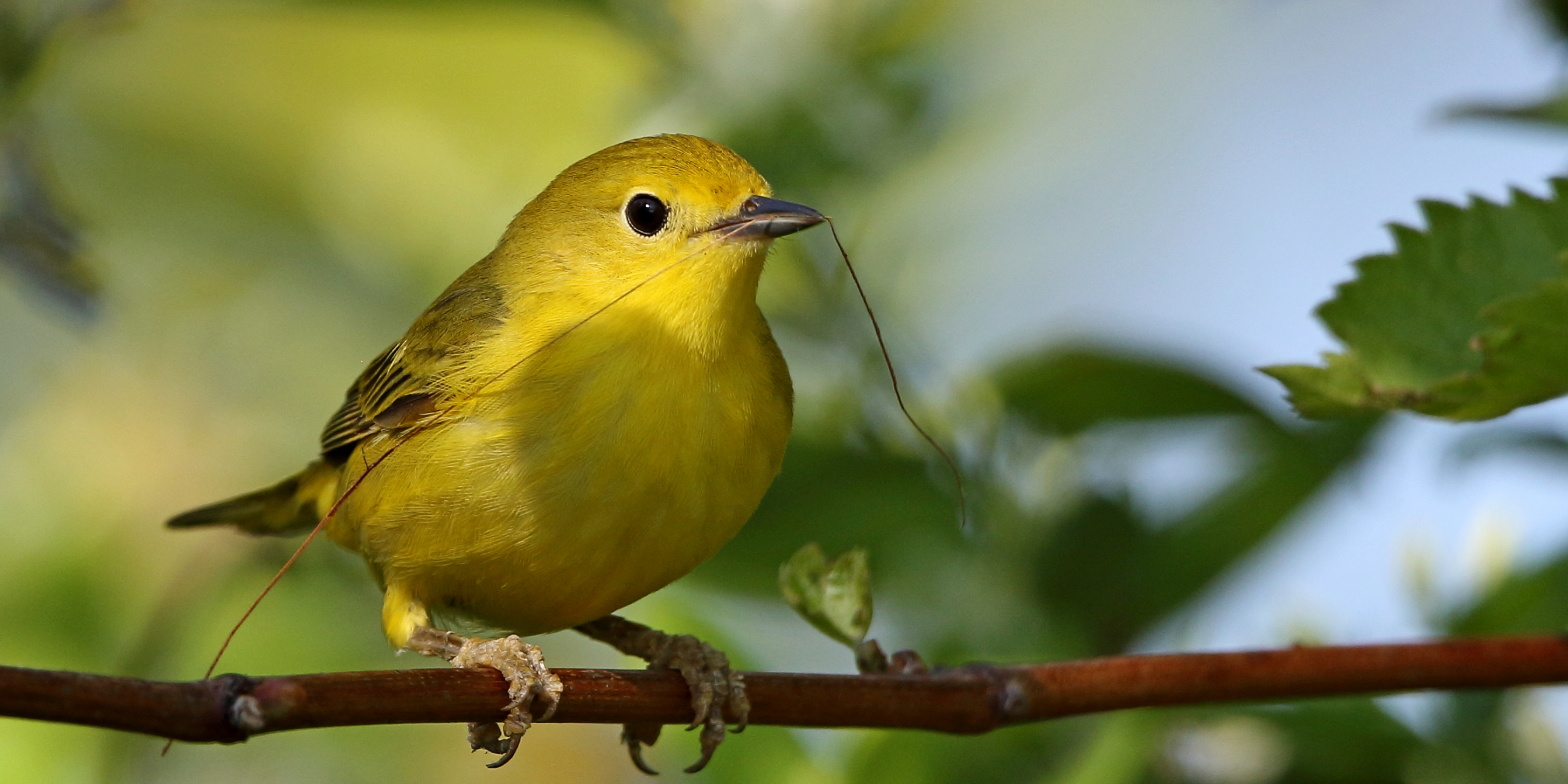 Birding | Game Commission | Commonwealth of Pennsylvania