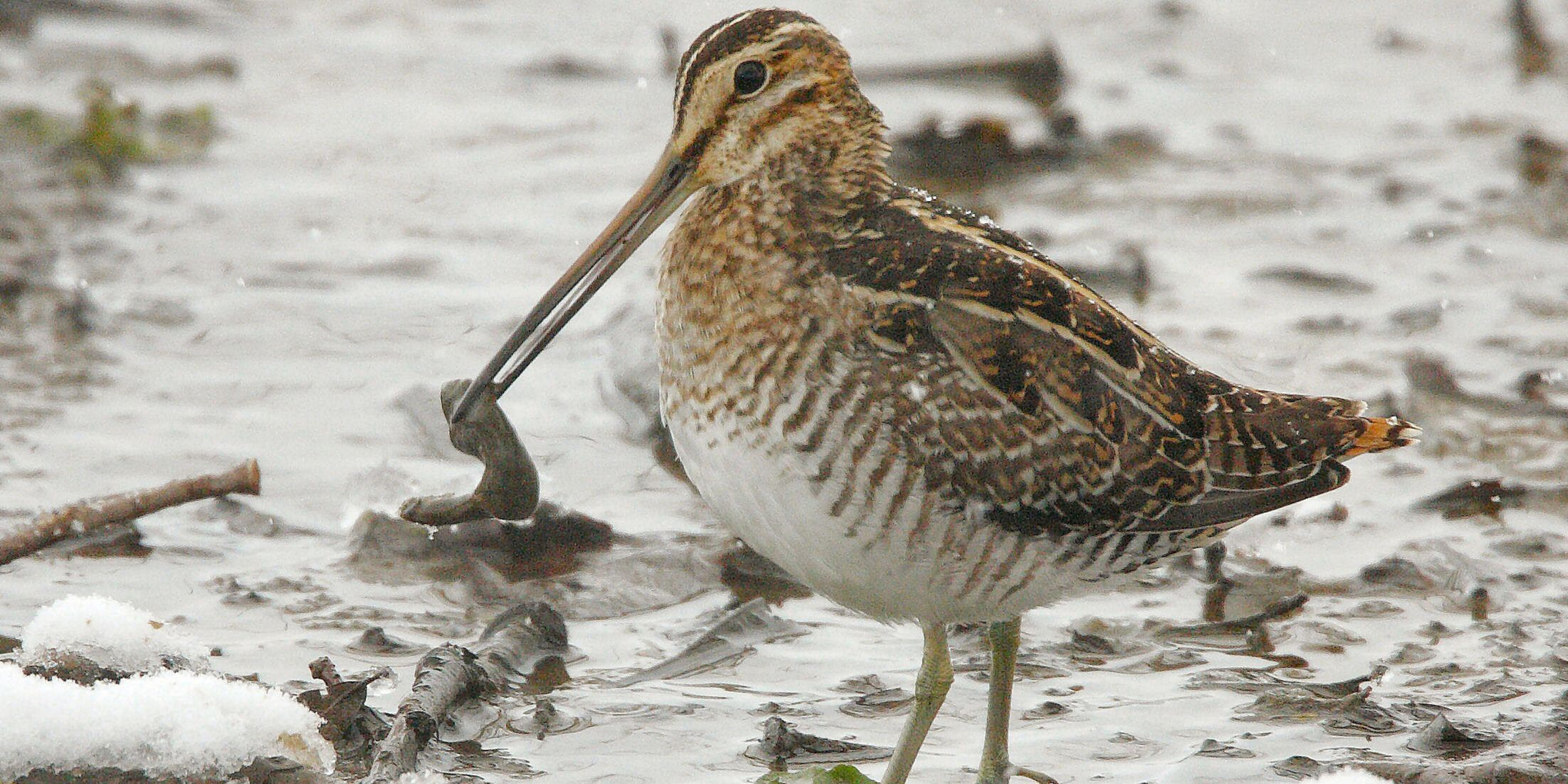 Wilsons Snipe | Game Commission | Commonwealth of Pennsylvania