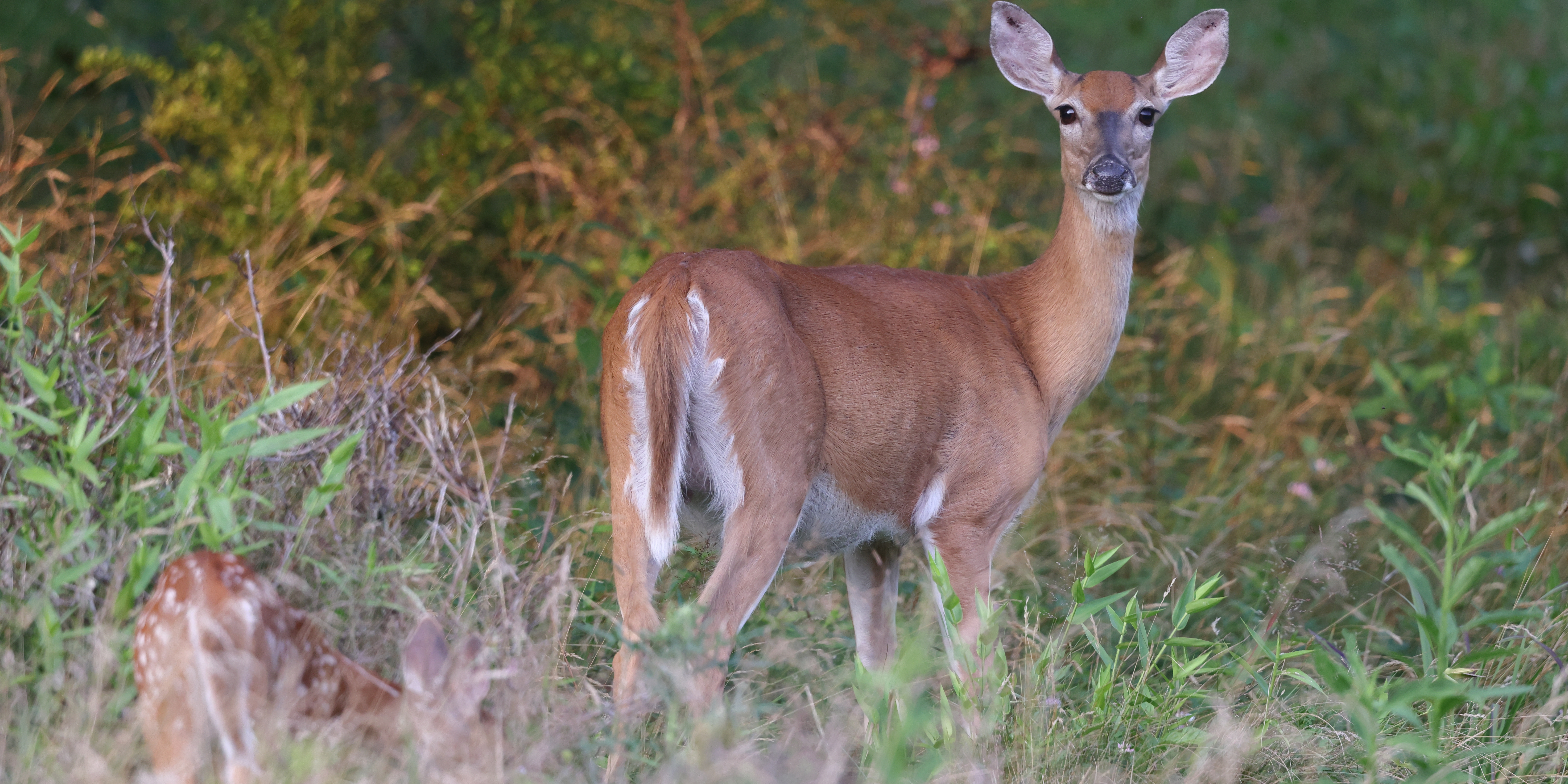 Purchase Deer Management Assistance Program Permits (DMAP ...