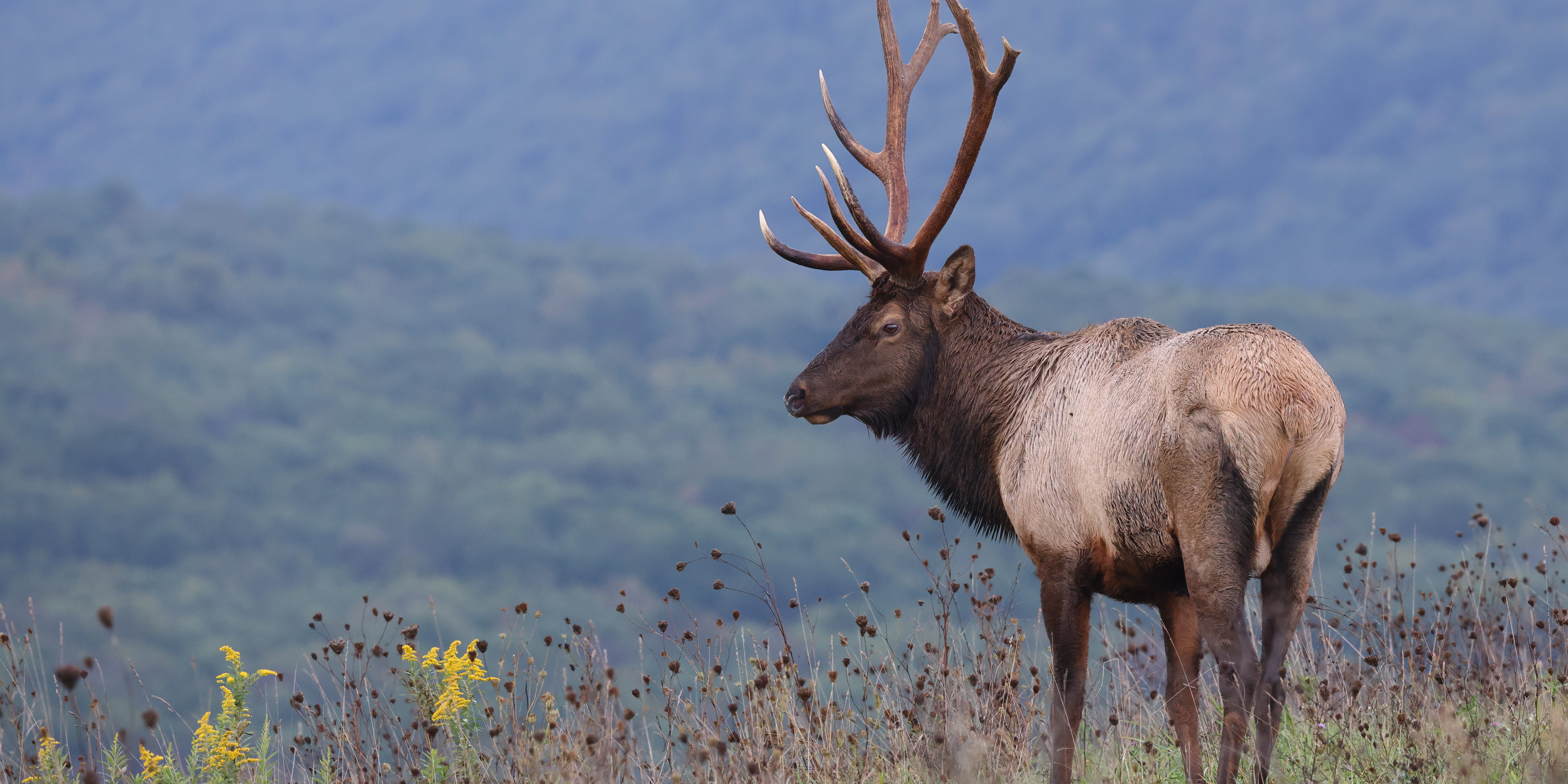 Discover PA Wildlife | Game Commission | Commonwealth of Pennsylvania