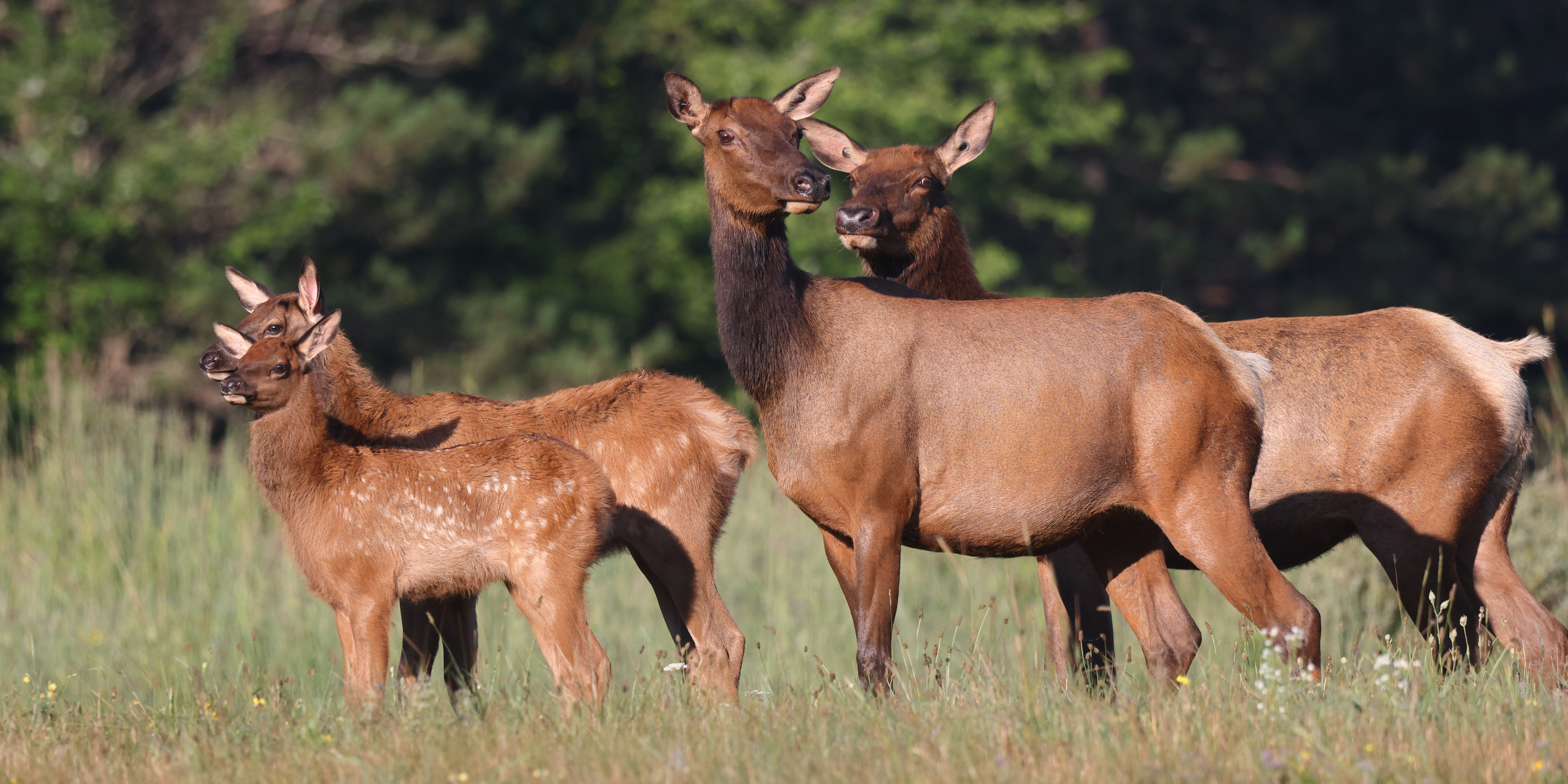 Elk Animal