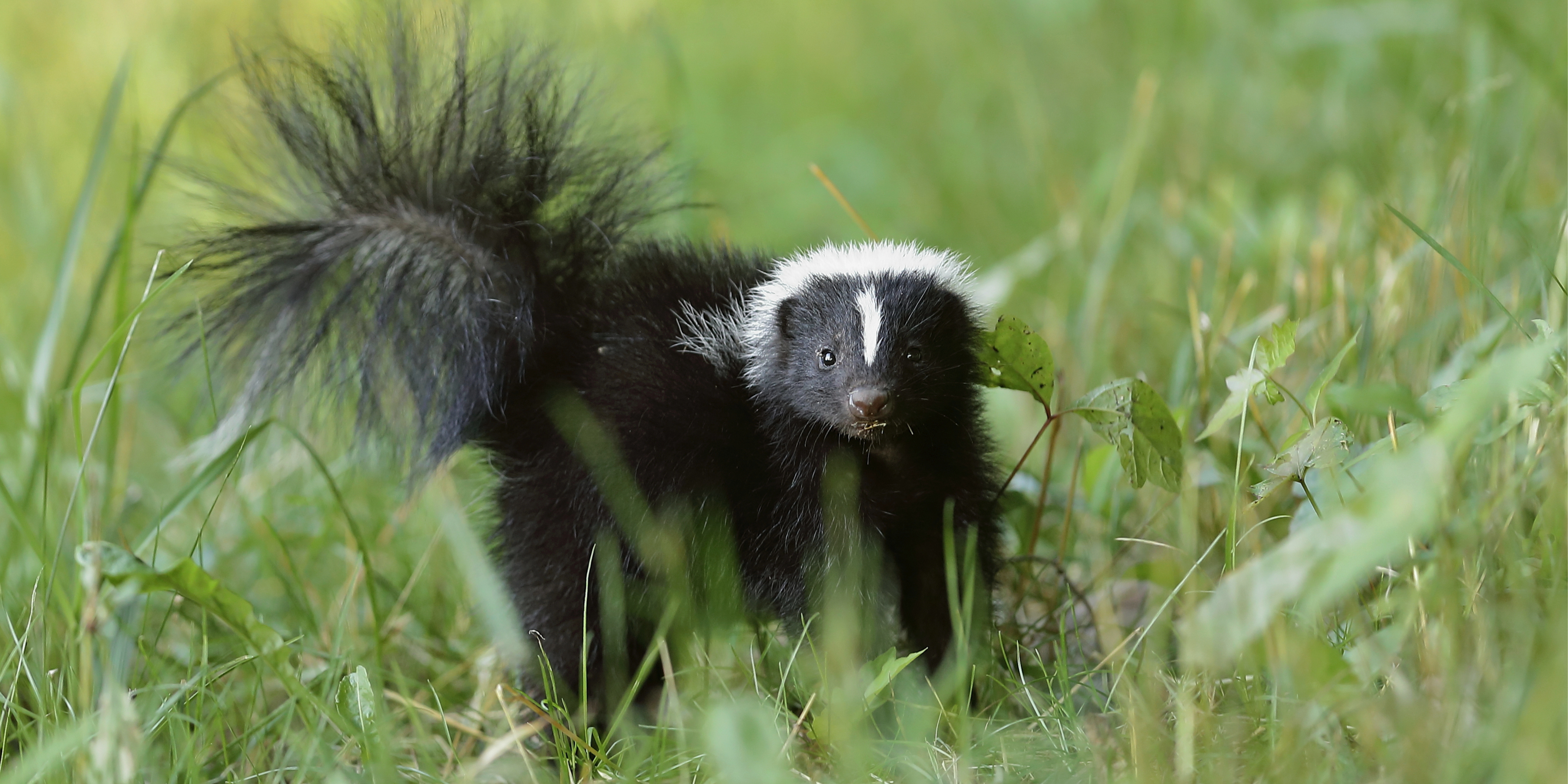 Colored Skunks