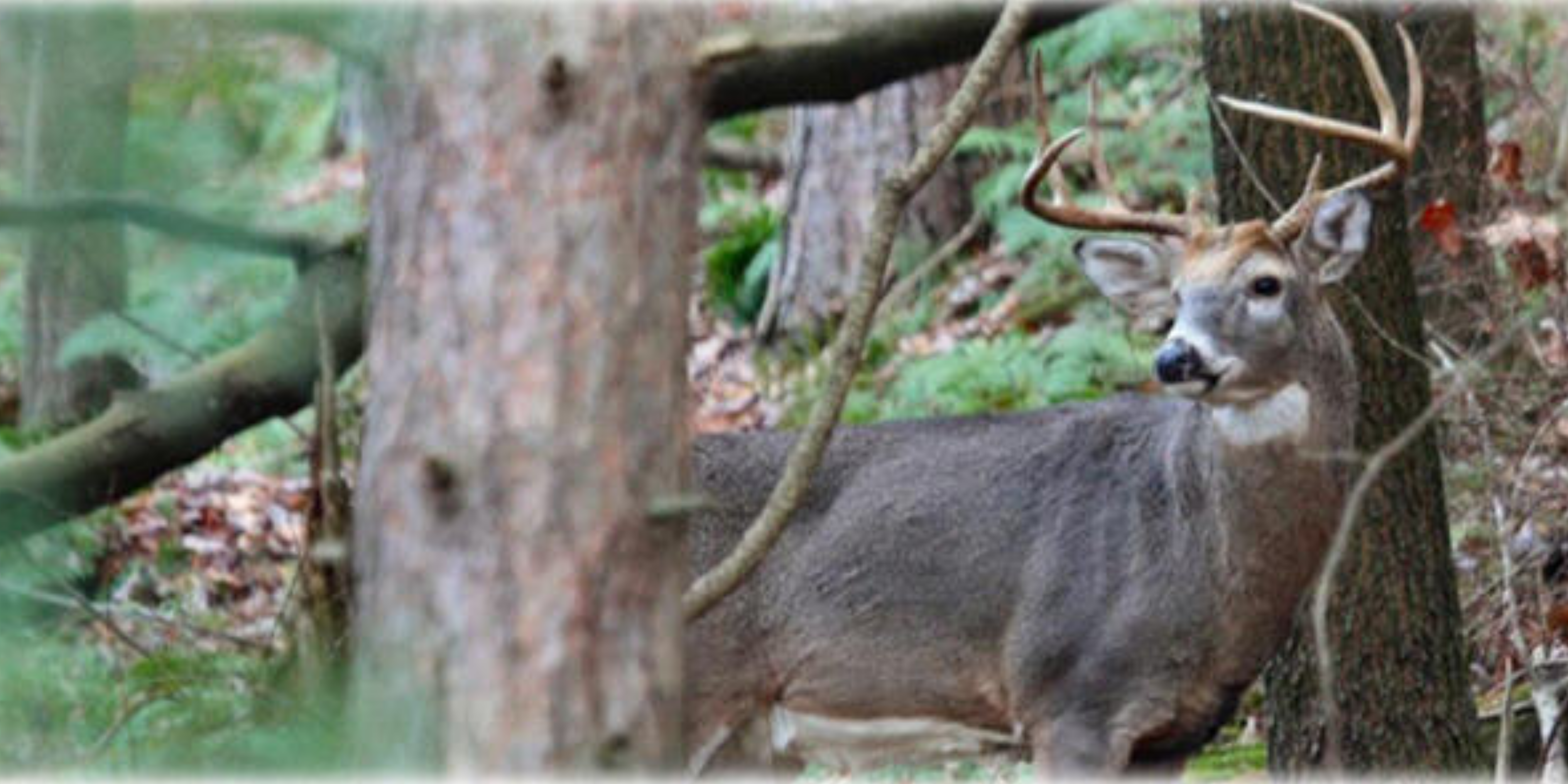 When is the rut | Game Commission | Commonwealth of Pennsylvania