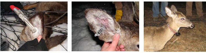 Deer Capture Techniques | Game Commission | Commonwealth of Pennsylvania