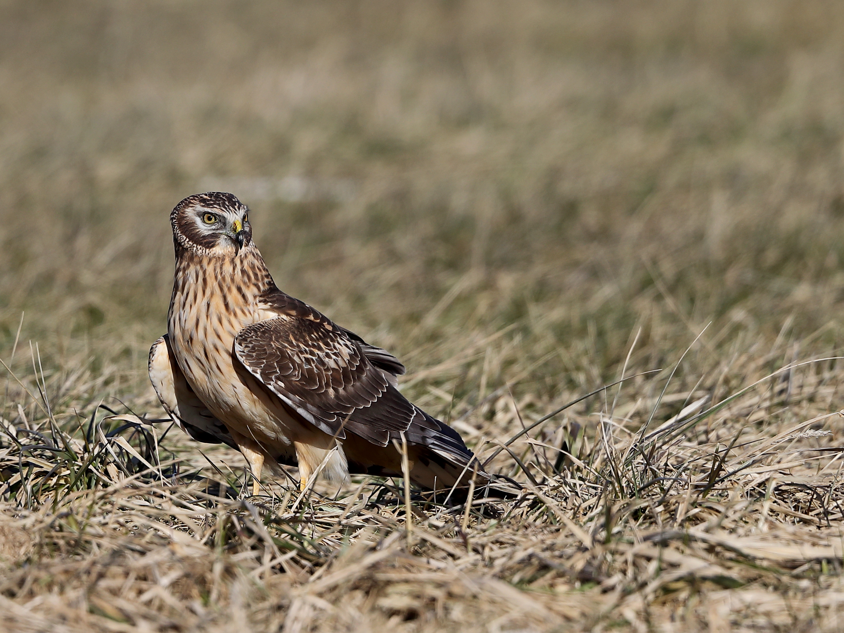 Raptor Migration | Game Commission | Commonwealth of Pennsylvania